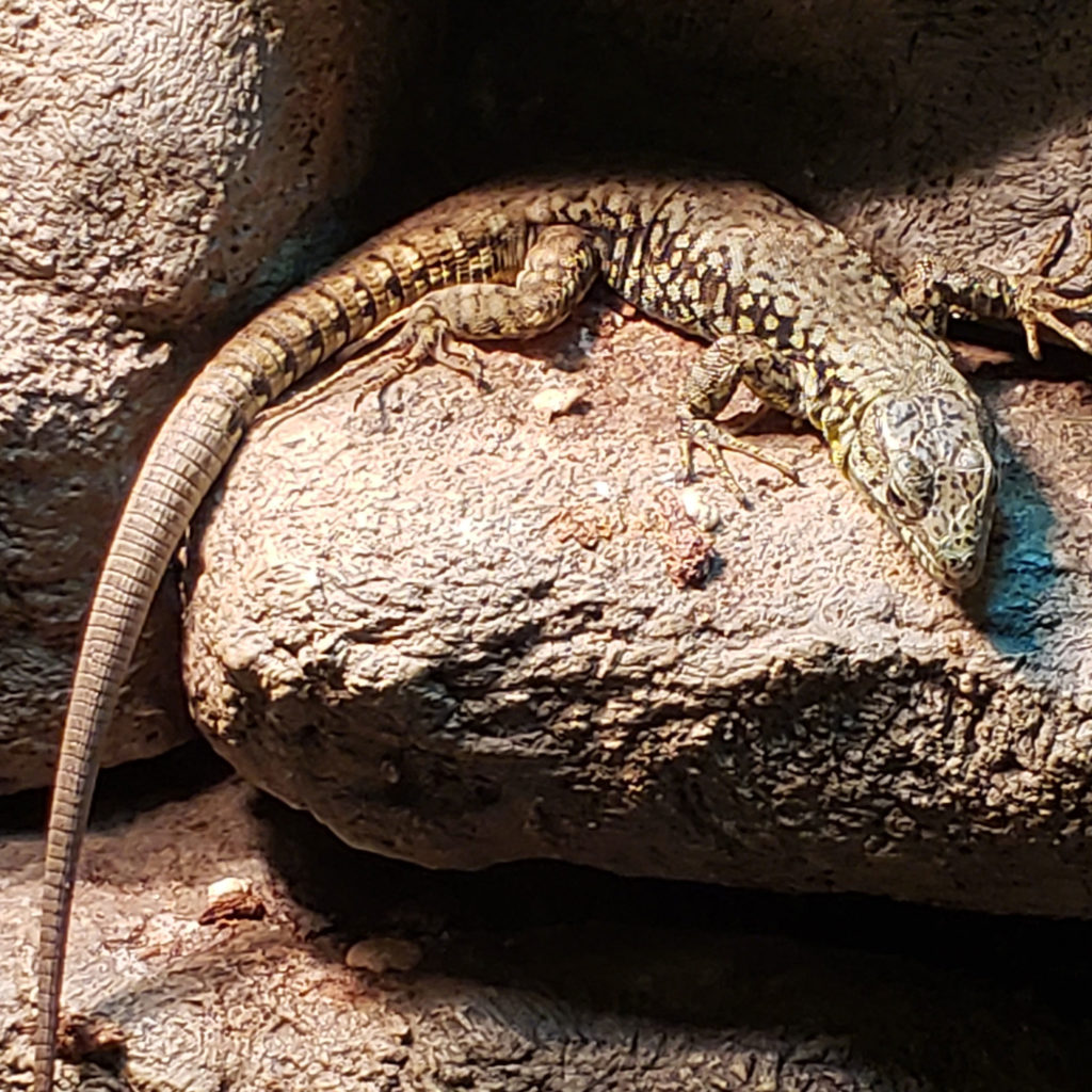 Heated three-critter race for Cave Town mayor captivates Cincinnati ...