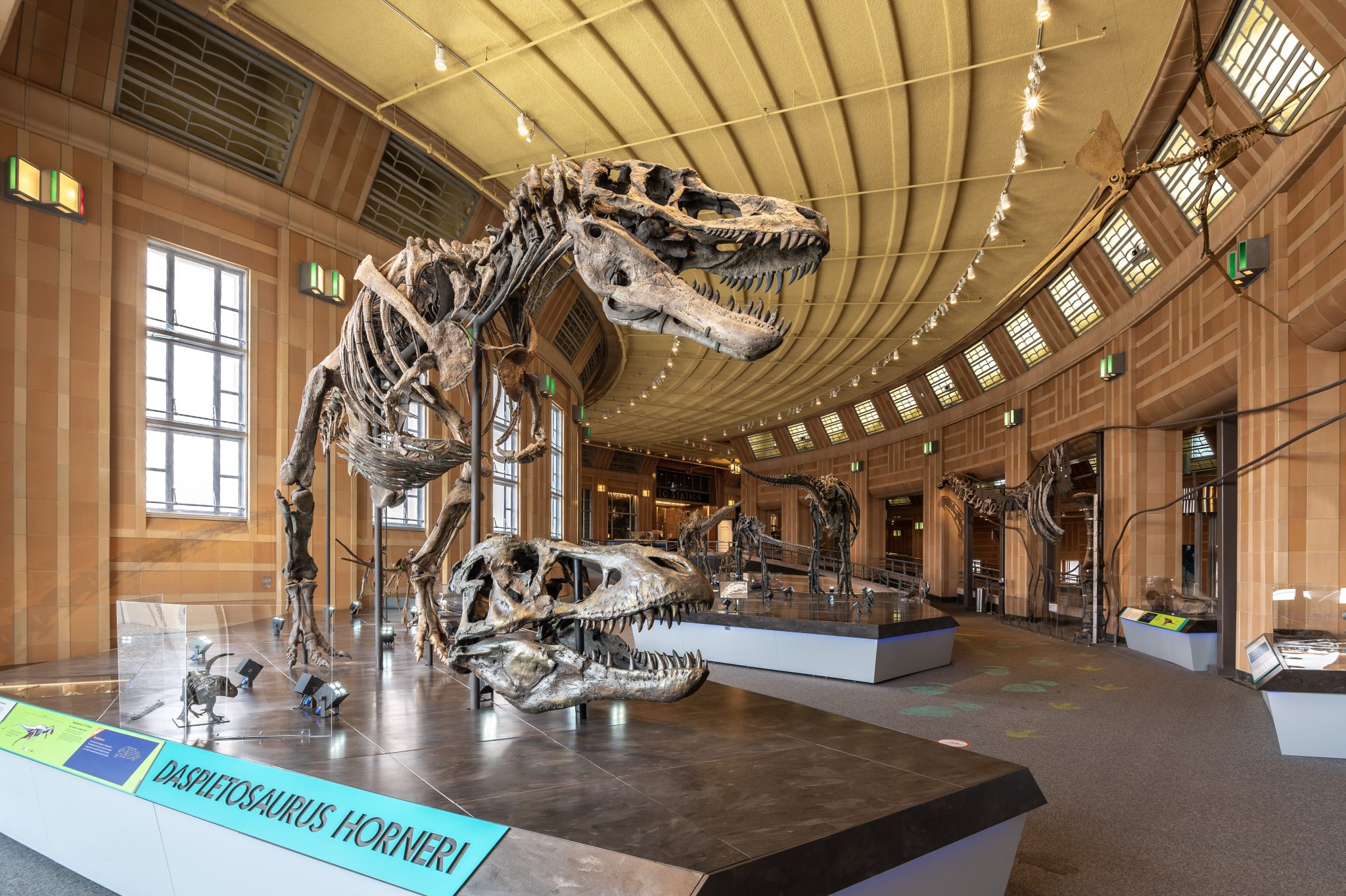 Summer digs add to Cincinnati Museum Center fossil collection, one of ...