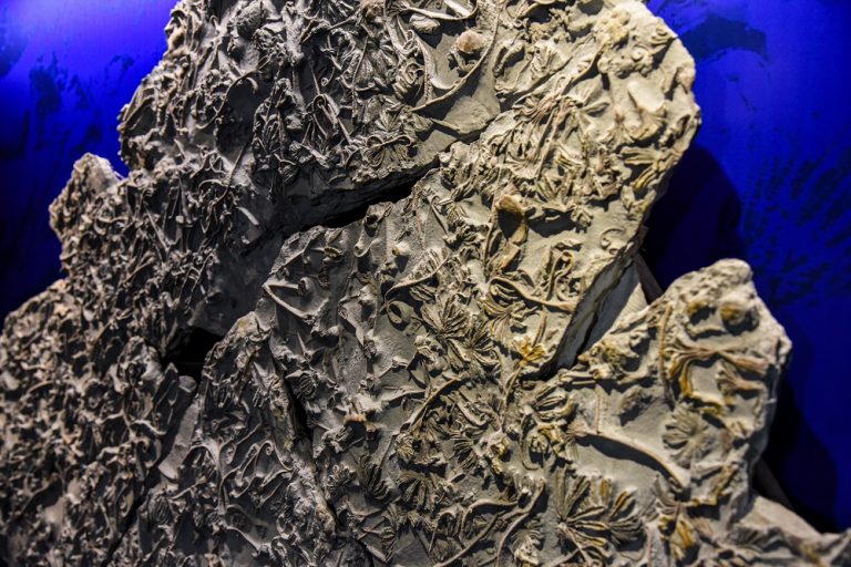 New exhibit featuring 450-million-year-old fossil collection opens this ...